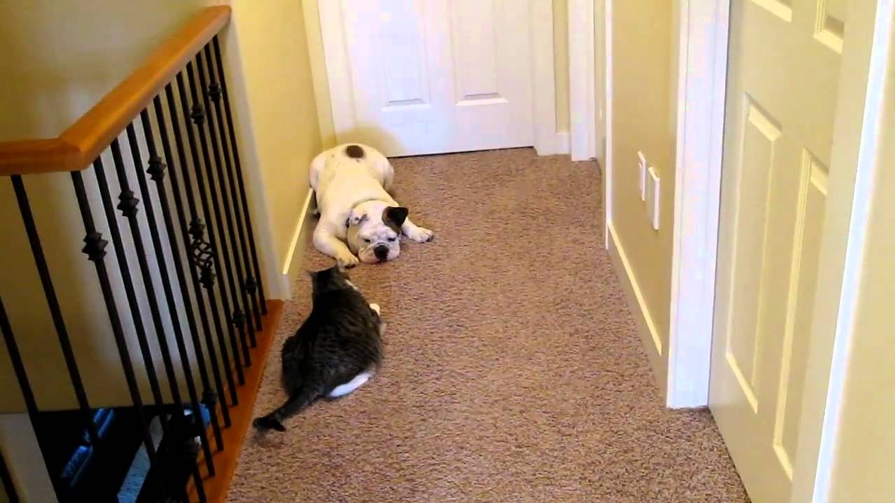 English Bulldog vs. Cat Round 2 - YouTube