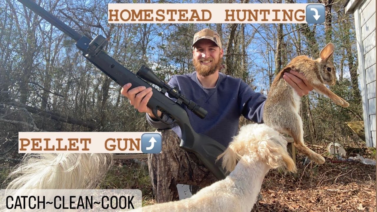 Hunting on the HOMESTEAD! Pellet gun RABBIT kill | (CATCH CLEAN COOK ...