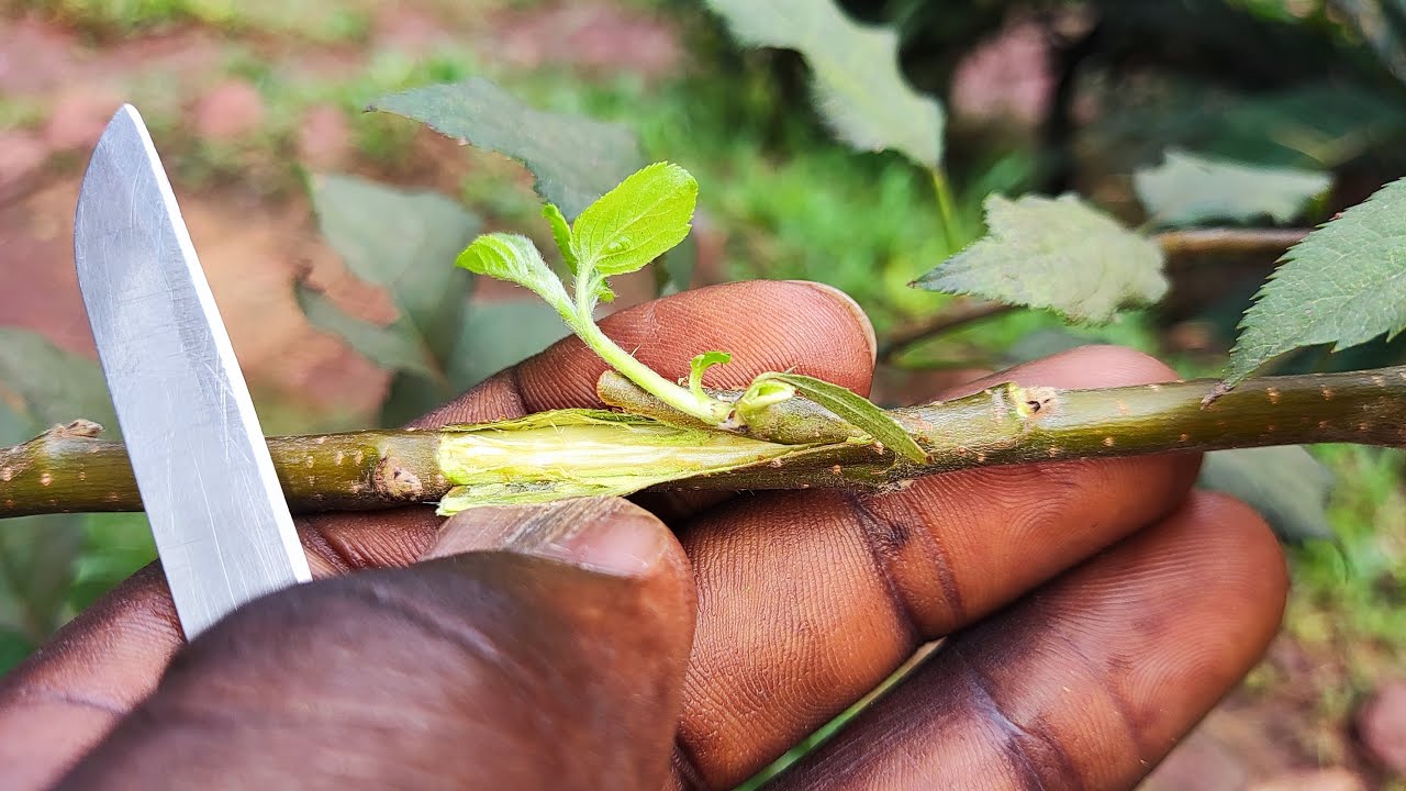 Voici comment greffer un pommier en Afrique et obtenir les premiers ...