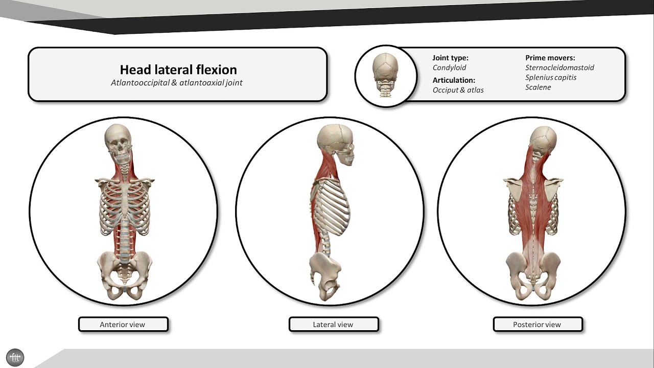 Head lateral flexion - YouTube