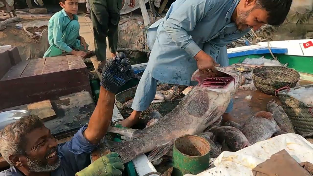 Massive Groupers Fishing Report Of Malan Baluchistan | Karachi Fishing ...