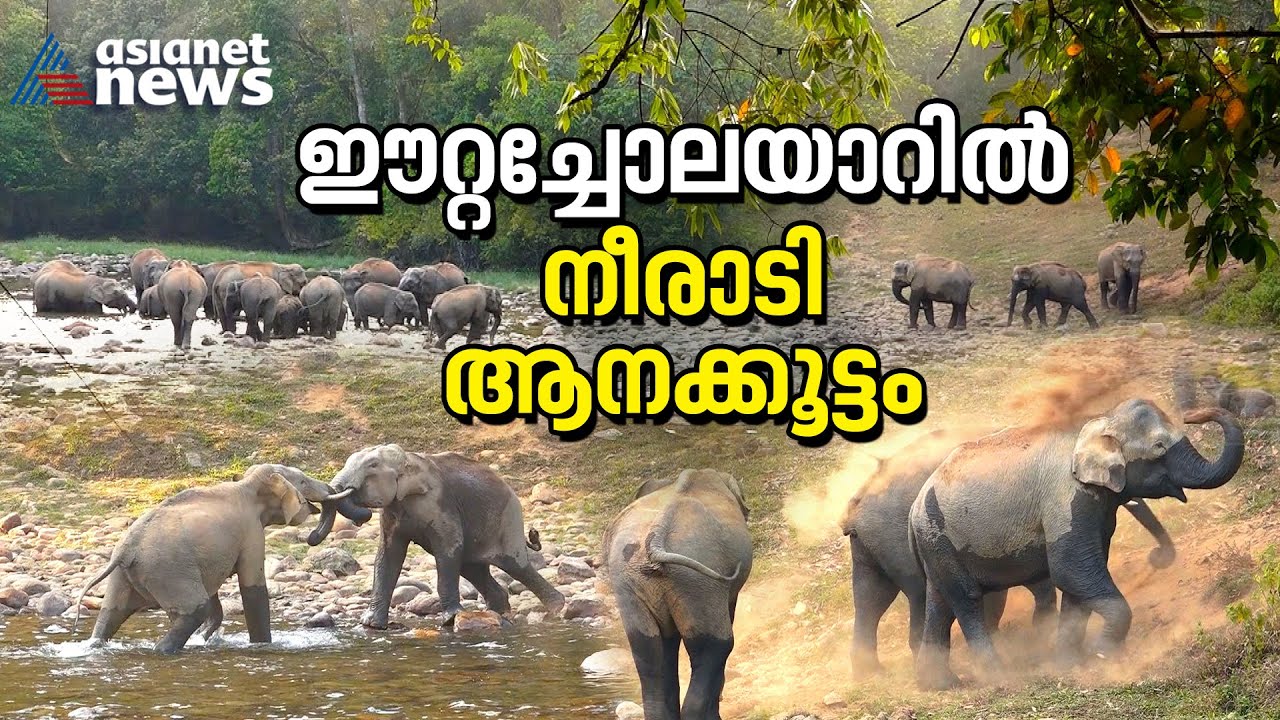 ആനക്കുളത്തിലെ കുട്ടിക്കൊമ്പന്മാരുടെ നീരാട്ട്, ഇടുക്കിയിലെ സുന്ദരകാഴ്ച ...