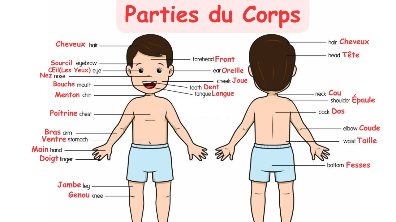 30 Parts of the Body in French | 365-Day Challenge - YouTube