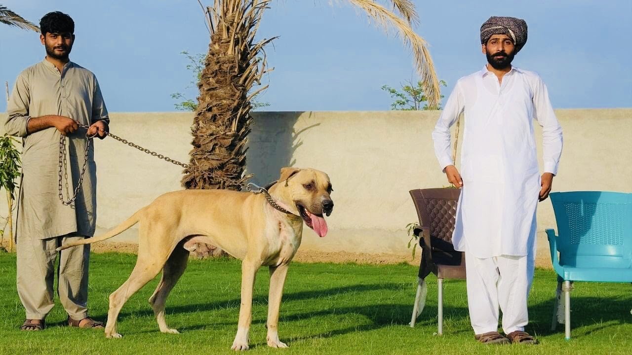 Celebrating Win Of The Champion Bully Kutta Lofar Owner Ahsan Jutt 2022 ...