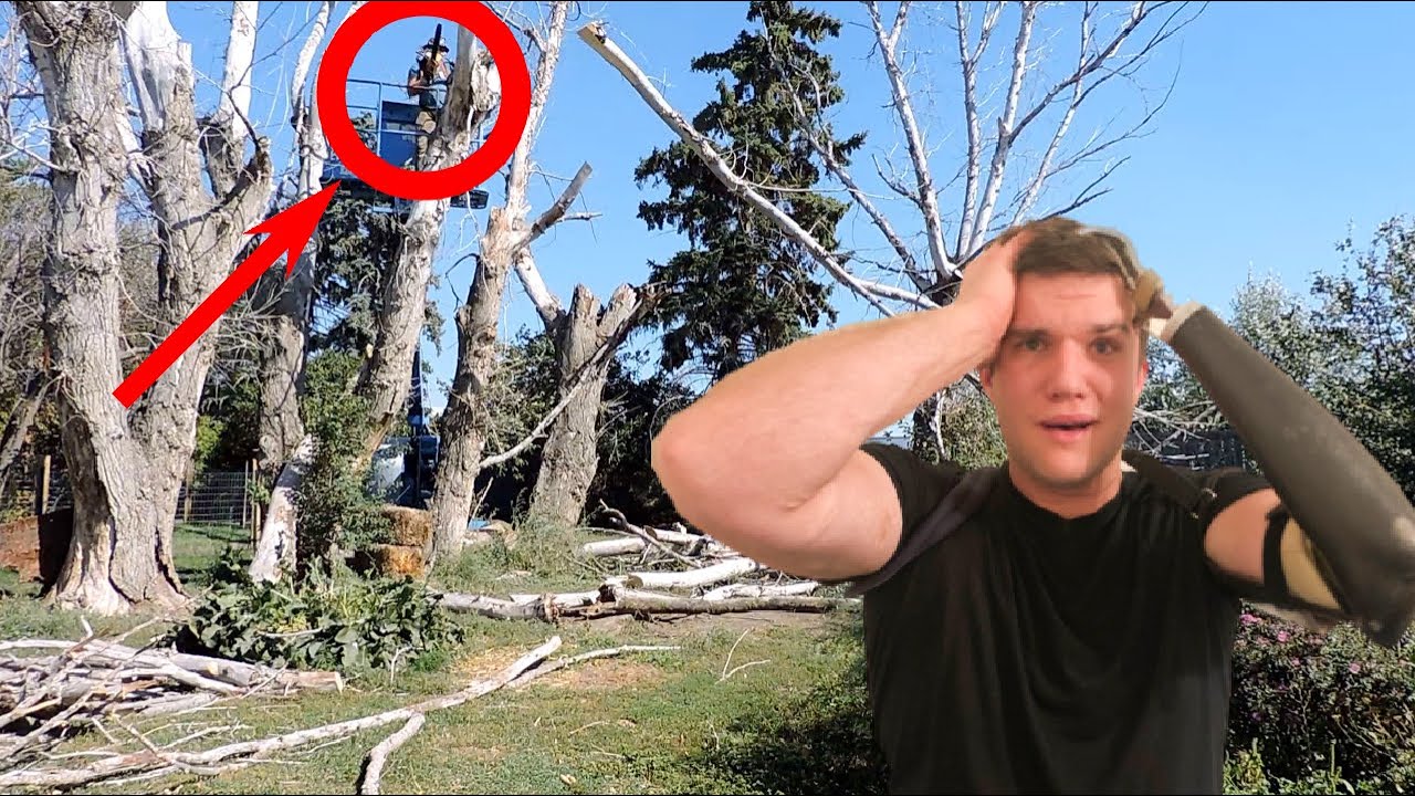 Extremely Sketchy Dead Tree Pruning (Widow Maker) #treepruner # ...