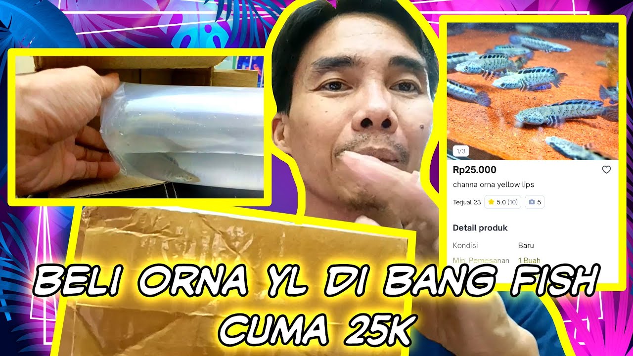 Beli Channa Orna YL di Bang Fish - YouTube