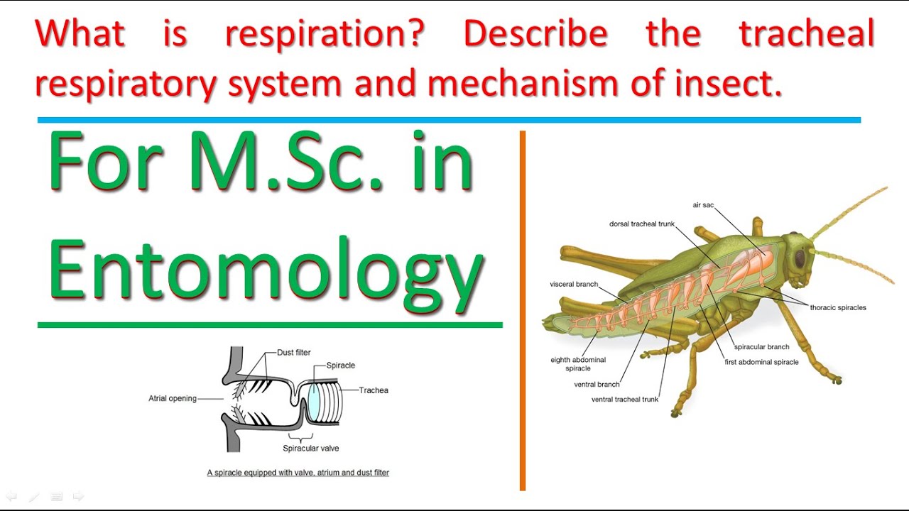 What is respiration? Describe the tracheal respiratory system and ...
