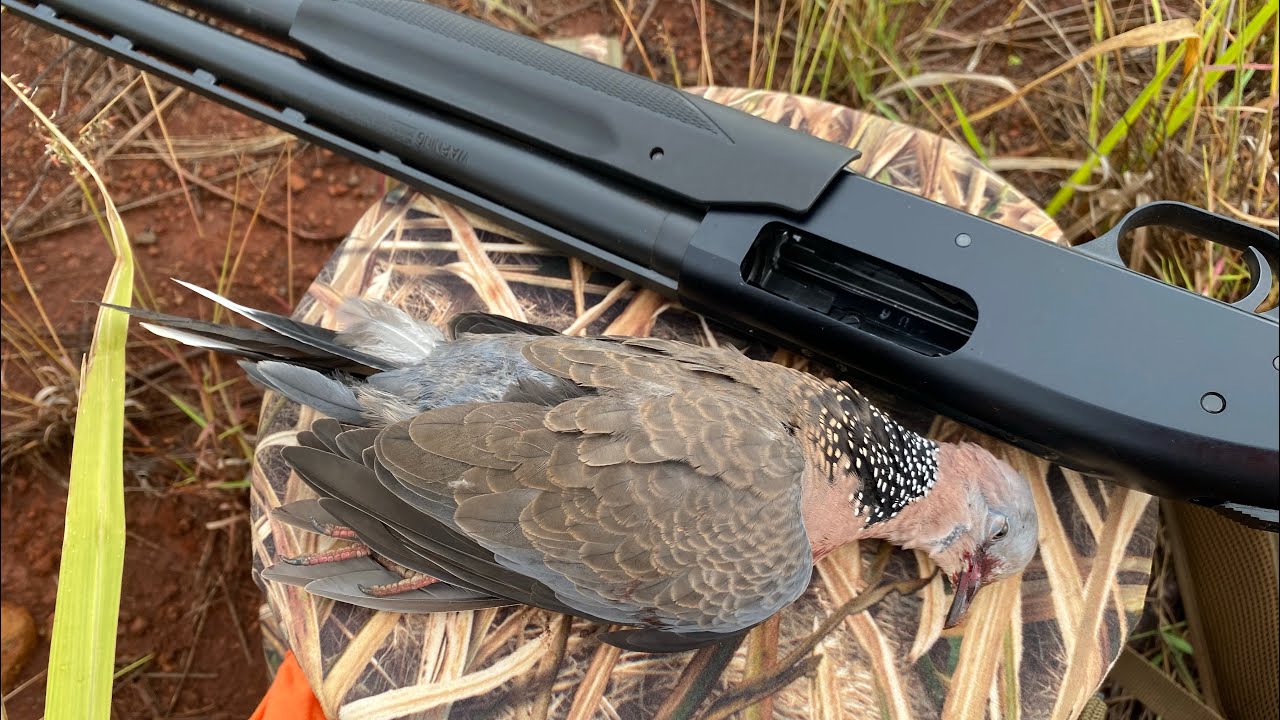 Bird Hunting Kauai, HI 2022 - Mossberg 500 & Silver Reserve Eventide 12 ...