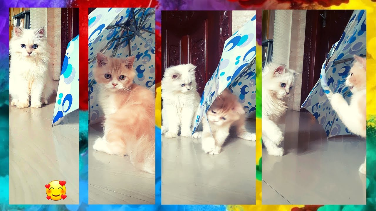 Cat funny video🤣 FULL HD #cats #catvideos #funnycats - YouTube