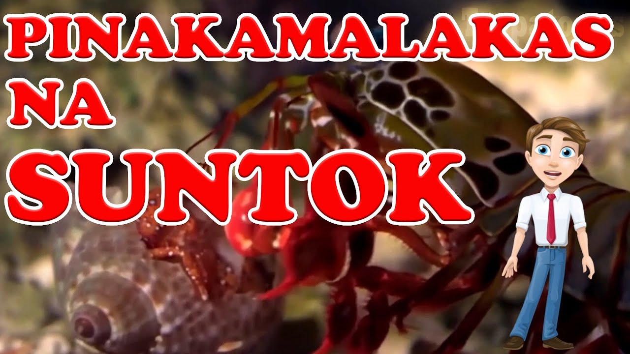 HAYOP NA MAY PINAKAMALAKAS AT PINAKAMABILIS NA SUNTOK - YouTube