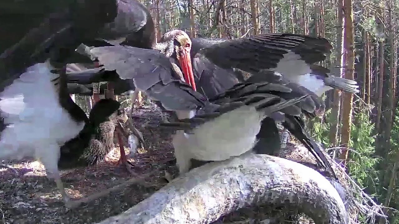 Must-toonekurg~ Another fish delivery from the basket by Karl!~10:16 a ...