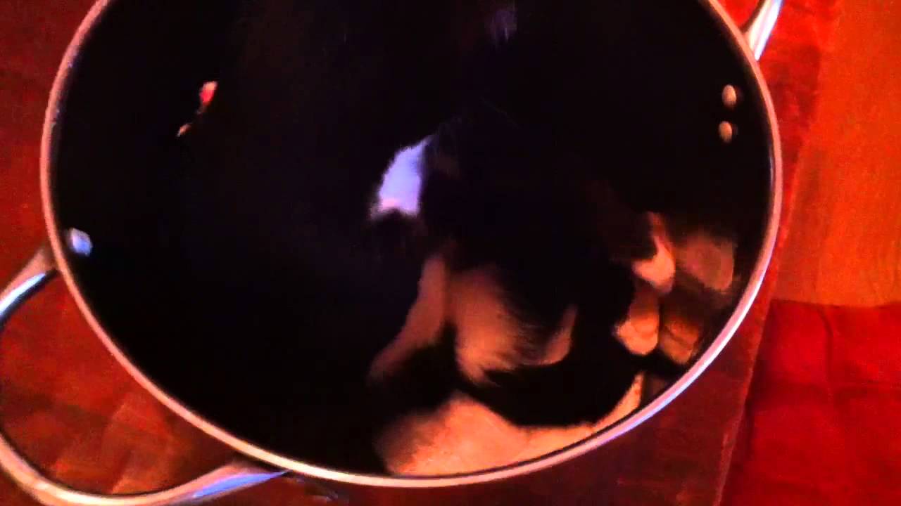 Cat in the cooking pot! - YouTube