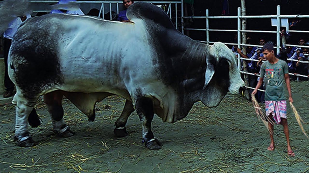 Brahma cow - Big Cow in Bangladesh 2020 - YouTube
