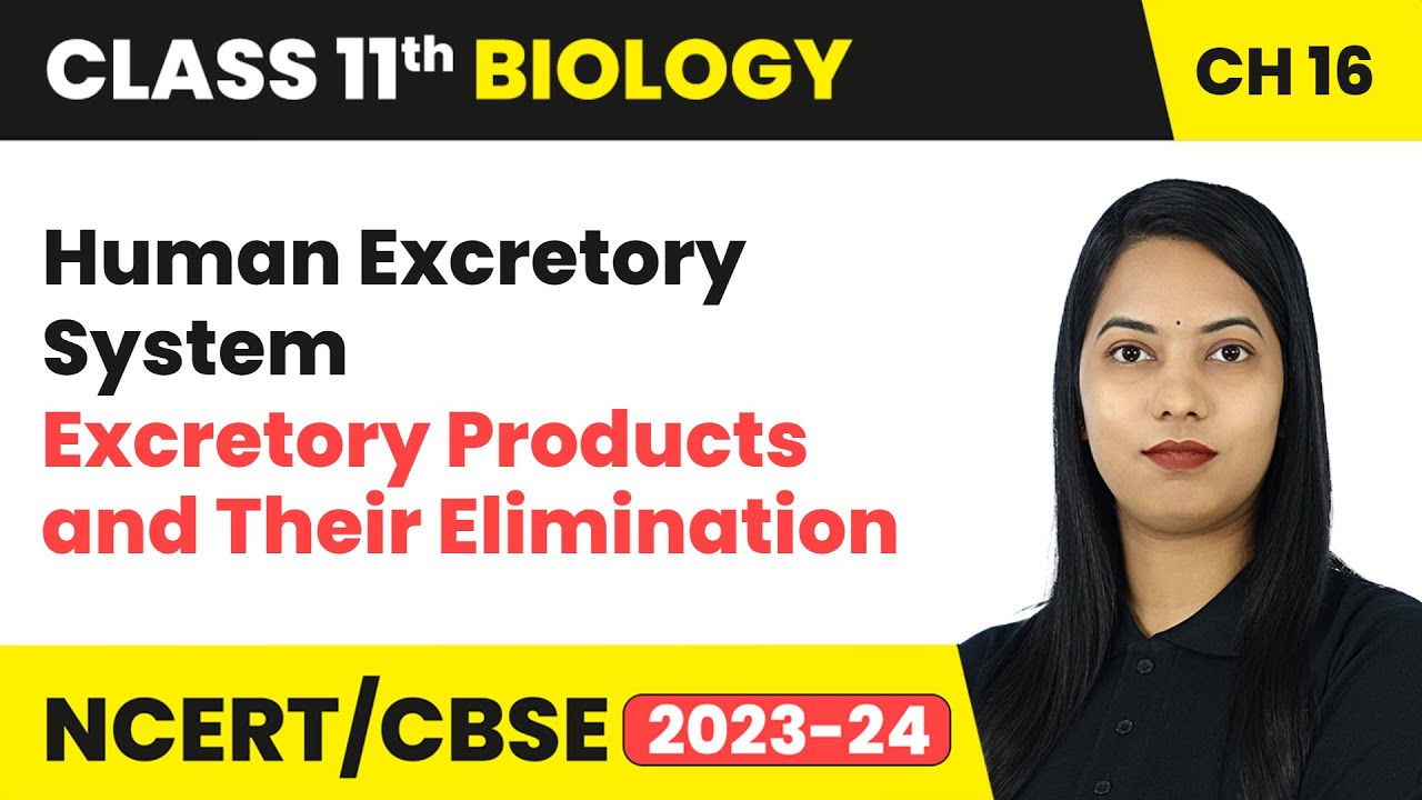 Human Excretory System - Excretory Products and Their Elimination ...