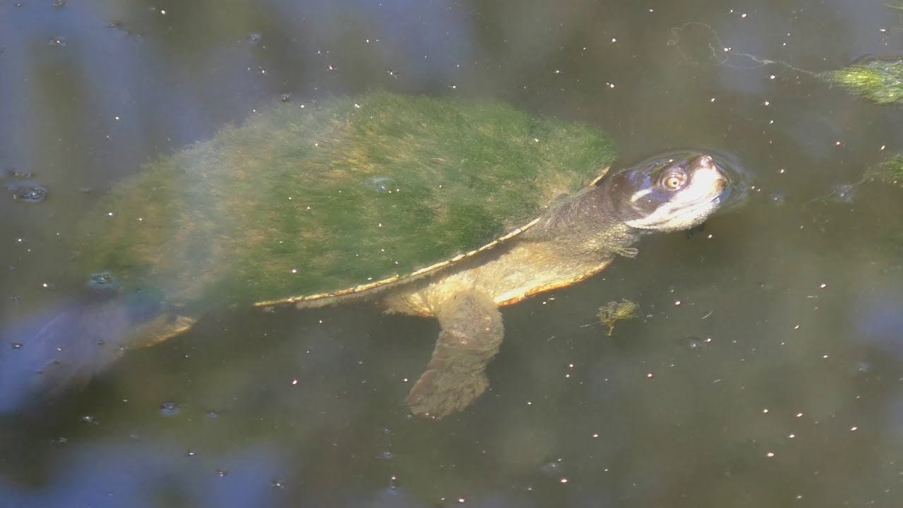Krefft's River Turtle - YouTube