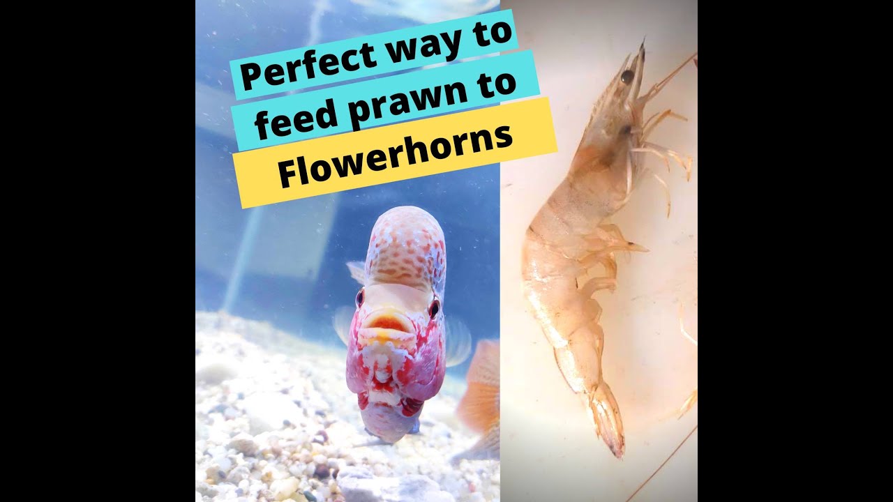 How to correctly feed PRAWNS or SHRIMPS to FLOWERHORN - YouTube