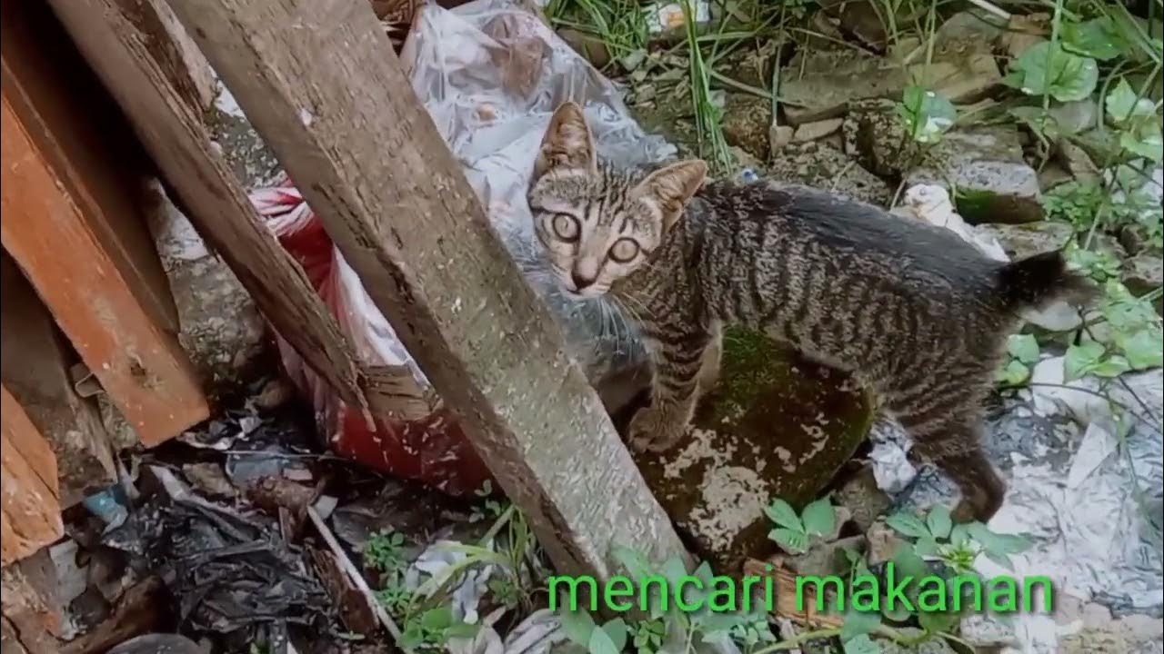 anak kucing kampung lucu #kucingkampung - YouTube