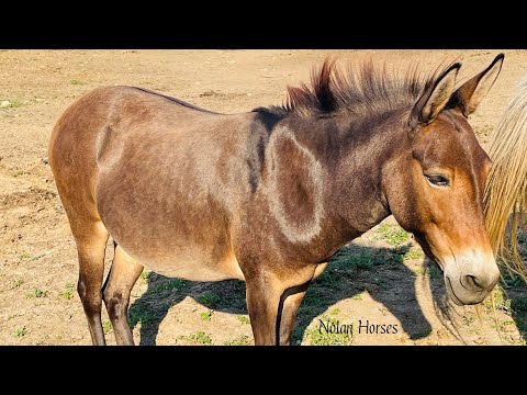 Sheila- Nolan Horses - YouTube