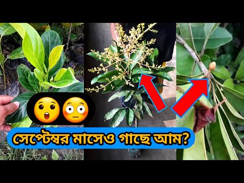 🌳বাগানের সেরা গাছগুলোই আমরা কাষ্টমারদের সরবরাহ করেথাকি || ☎01812-501550 || Raha Nursery ||