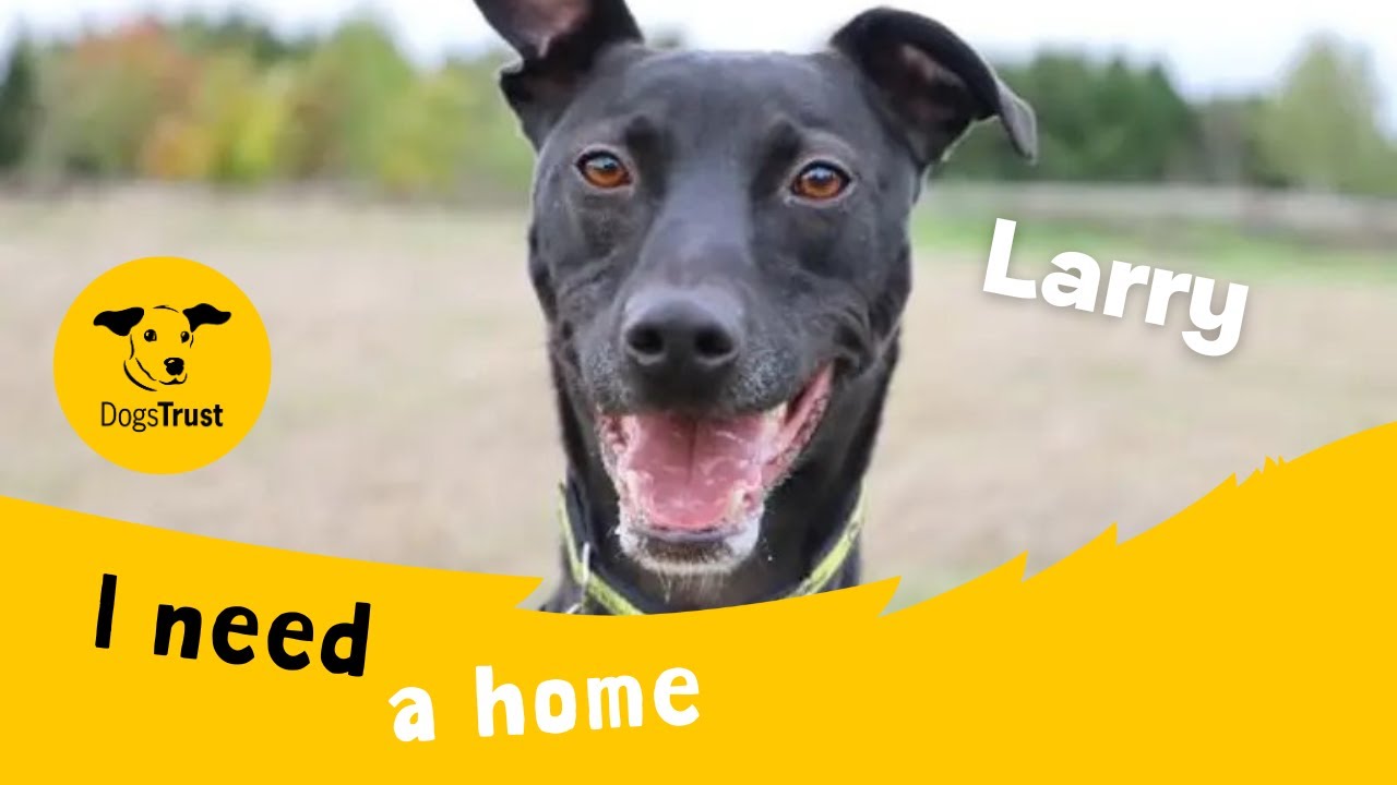 Larry the lovely Lurcher | Dogs Trust West Calder - YouTube