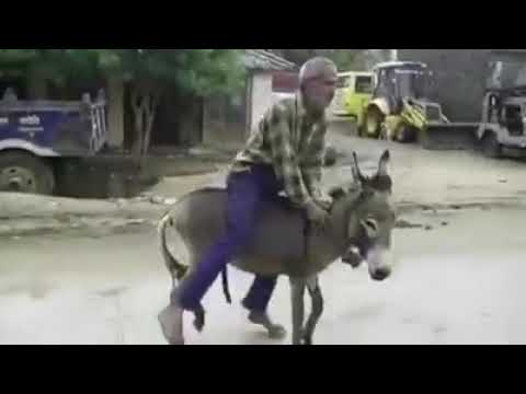 Funny video donkey with man - YouTube