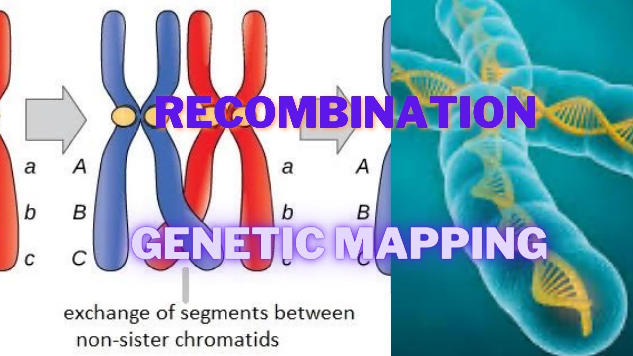 Genetic recombination and mapping-live class - YouTube