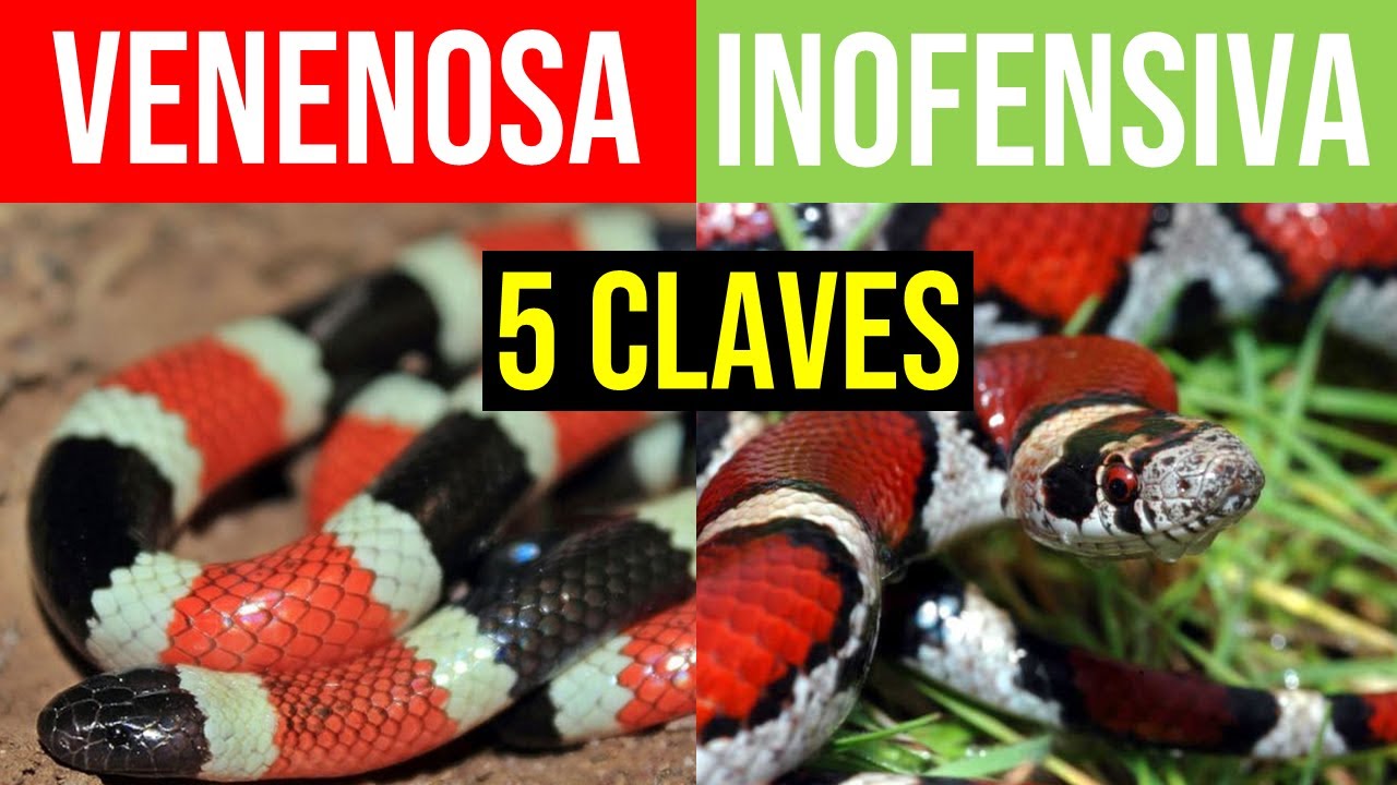 ¿Cómo Diferenciar una Serpiente Venenosa de una NO Venenosa ...