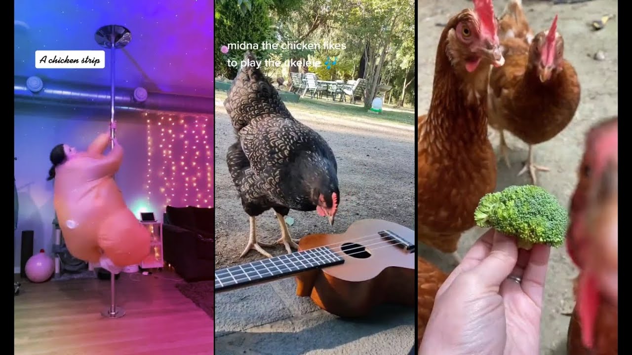 Chicken striptiz ? - Funny Chicken Videos 2021 - Psycho Chickens - YouTube
