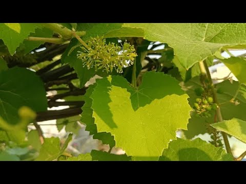 Terrace Garden || Grapes Pollination by bees - YouTube