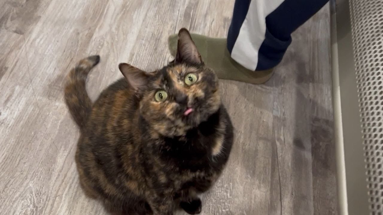 Moody cat finally gets silly - YouTube