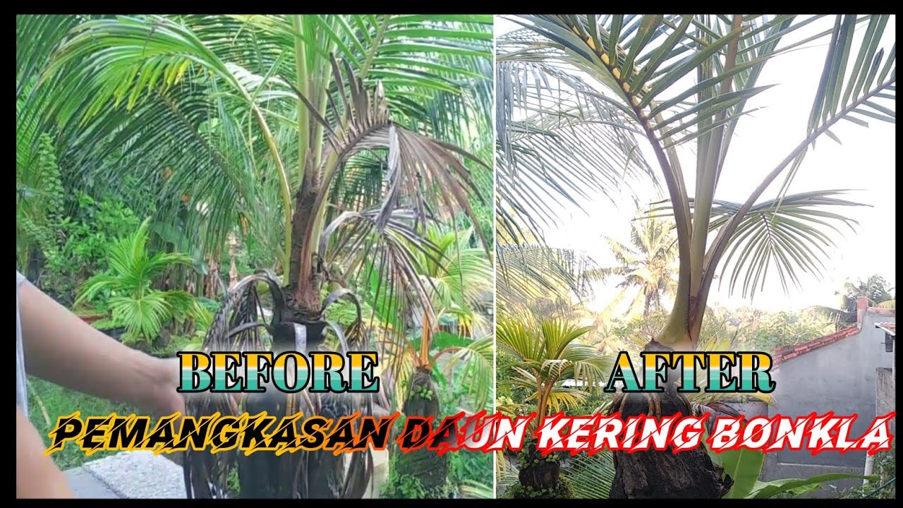 pruning daun bonkla kering super banyak‼️#bonkla #bonsai kelapa - YouTube