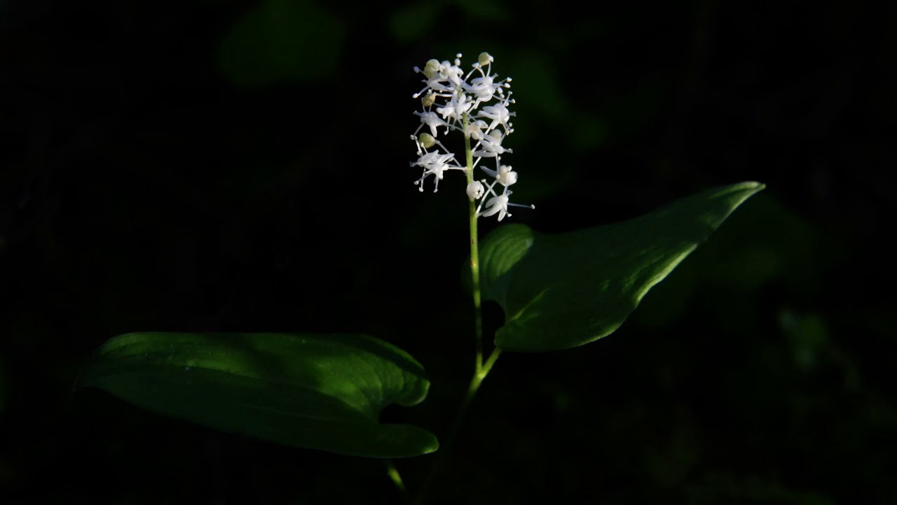 Catching sunrays Å fange solstråler - YouTube