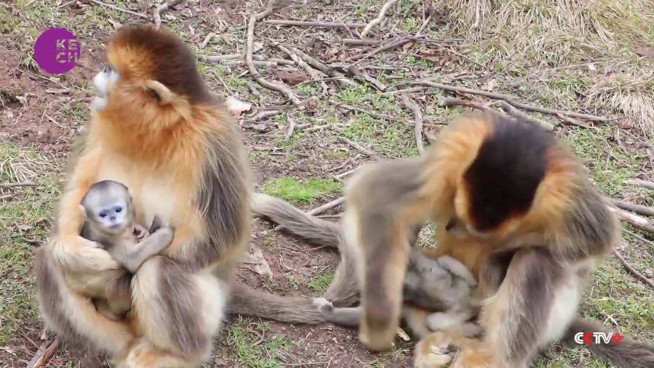 Six Golden Monkey Cubs Born in China's Shennongjia National Park - YouTube