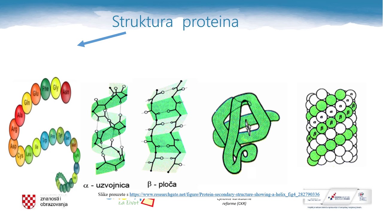 Kemija 4.r. SŠ - Proteini - YouTube