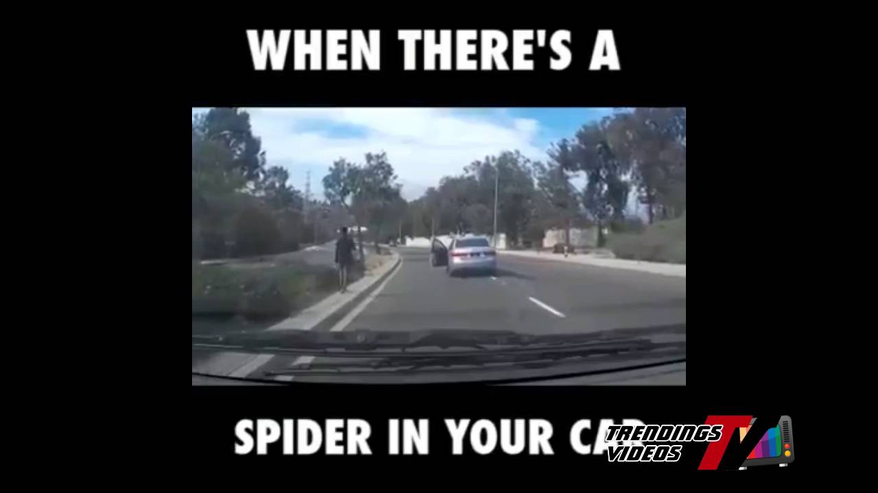 When there's a SPIDER in your car on the HIGHWAY - YouTube