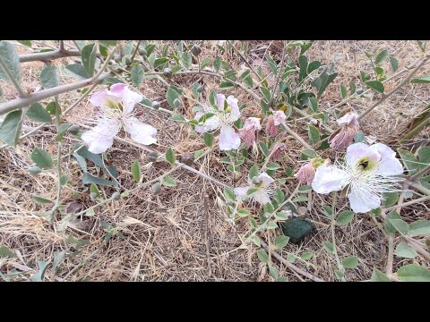 Kapari nerede olur ne zaman toplanır