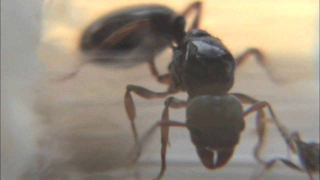 Aphaenogaster occidentalis Queen and First Worker - YouTube