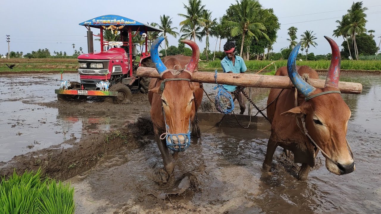 Bullock Working agriculture Cultivate Land | Bullock leveling tha ...