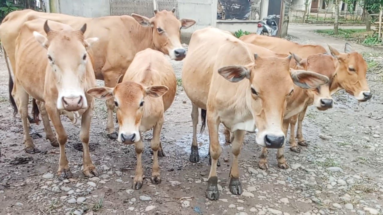 group of tame female cows, the sound of cows calling a herd of cute cows - YouTube