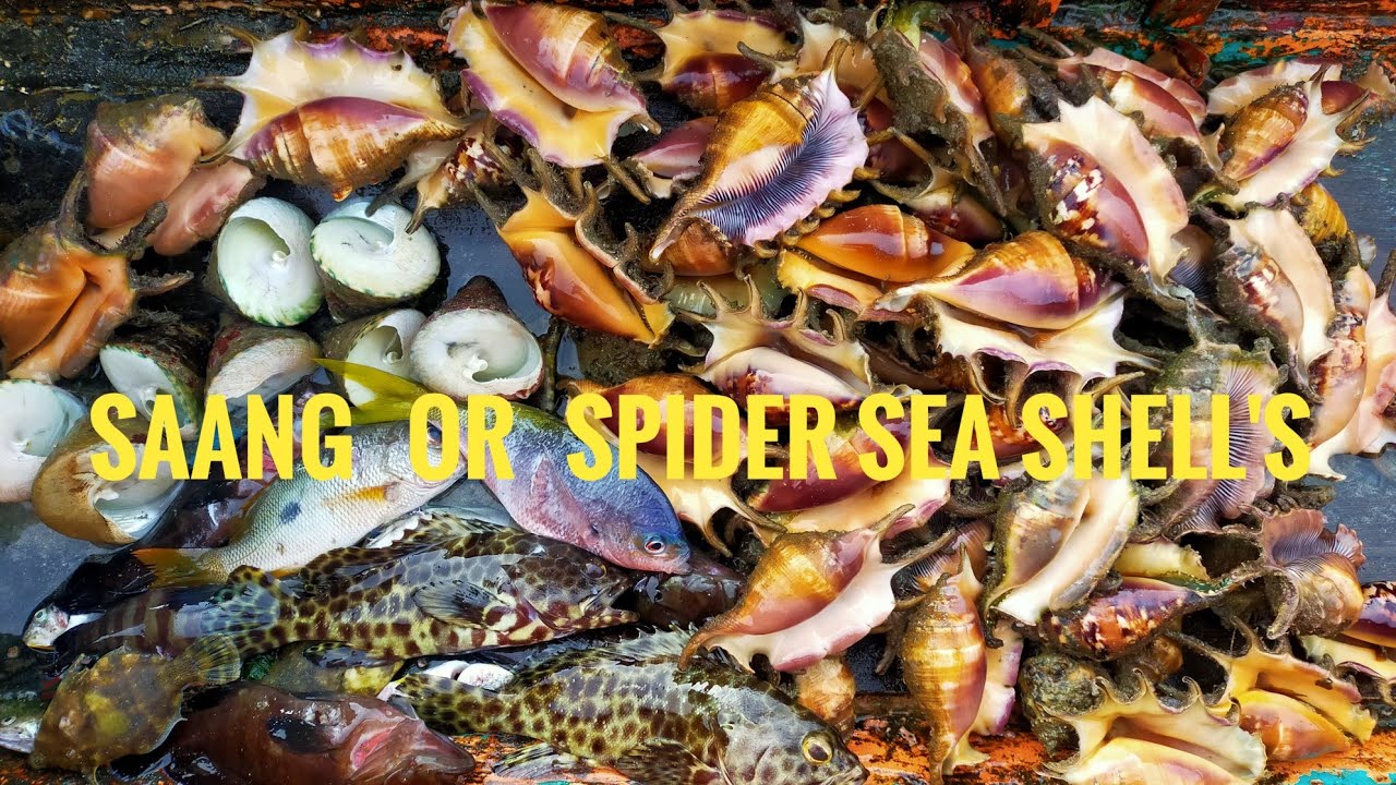#Saang Seafood/Spider Sea Shell How can find it - YouTube