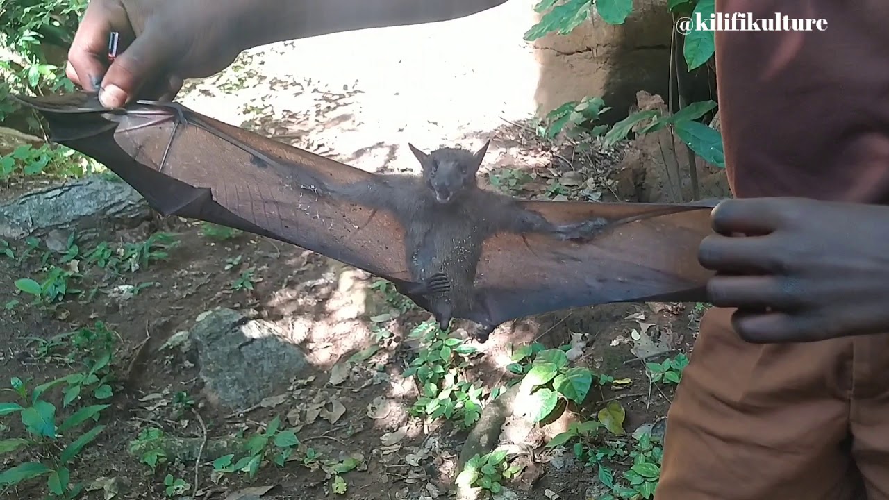 Exploring Mawe Meru Caves in Kikambala, Kilifi County - YouTube