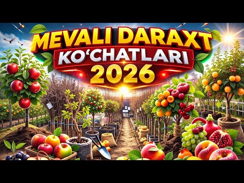 MEVALI DARAXTLAR NARXLARI 2026