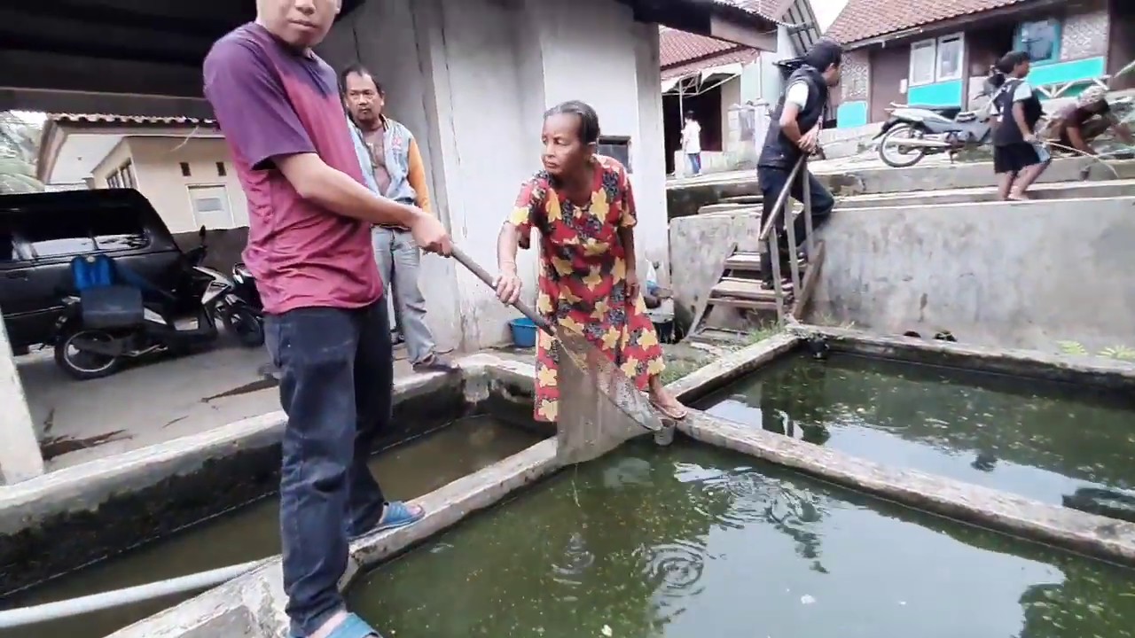 BIBIT IKAN PATIN !!! Beli Bibit Ikan patin di pageningan Tasikmalaya ...