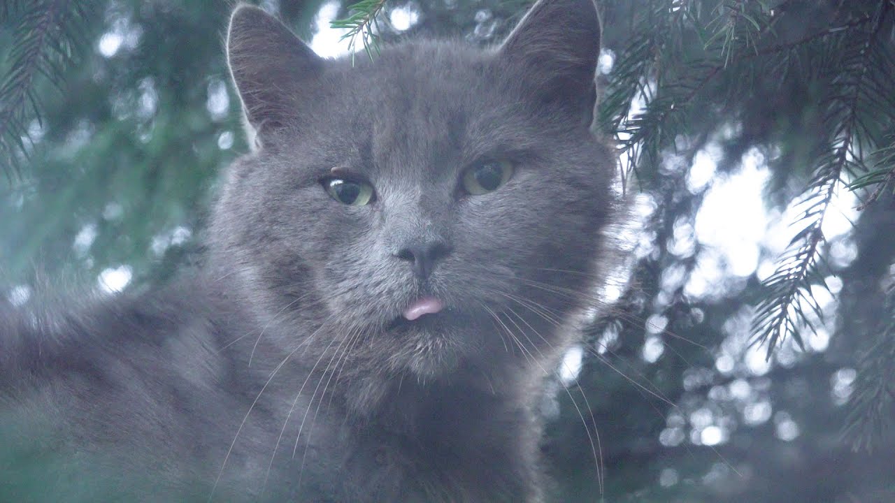 Old gray cat sits on the fir tree - YouTube