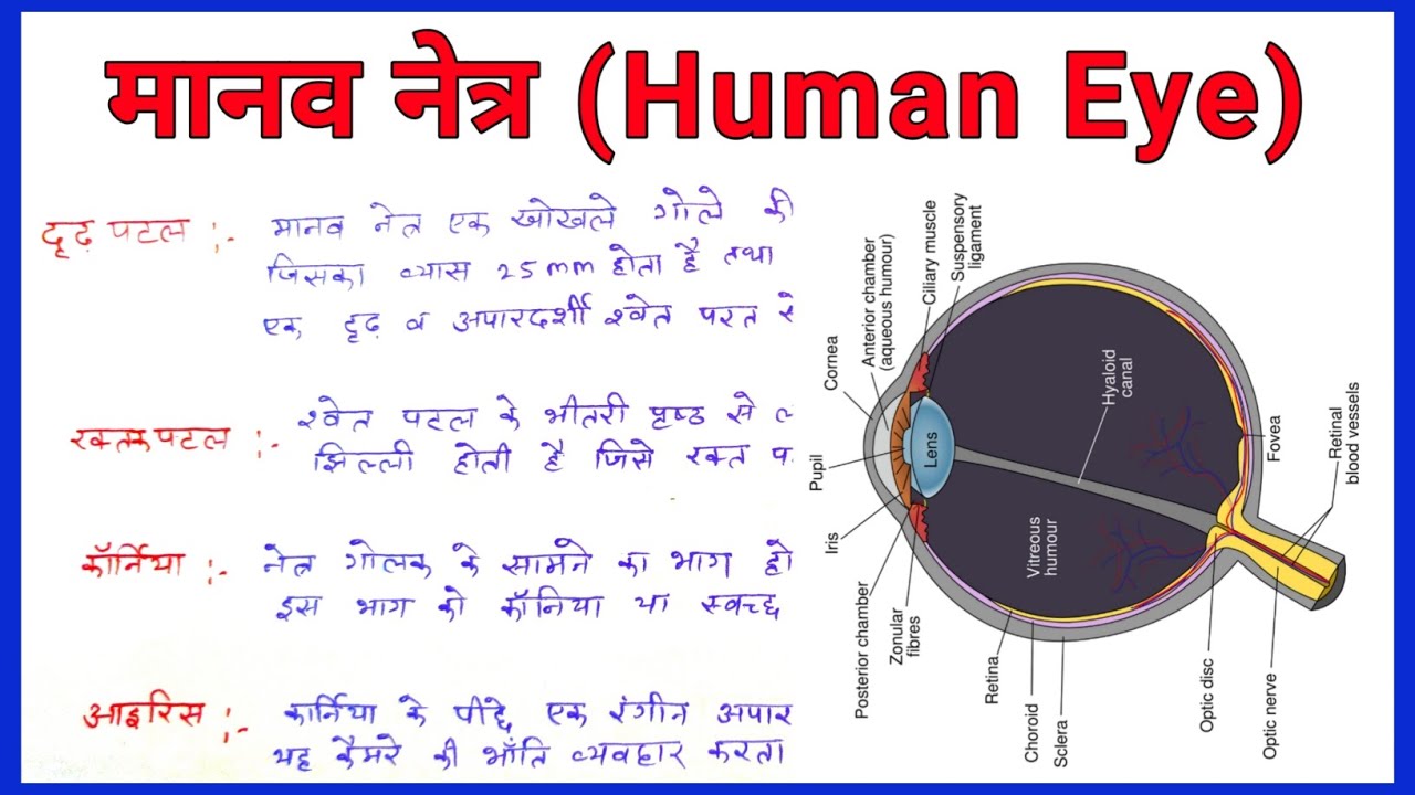 मानव नेत्र का सचित्र वर्णन | Manav netra ka sachitra varnan | Human Eye ...