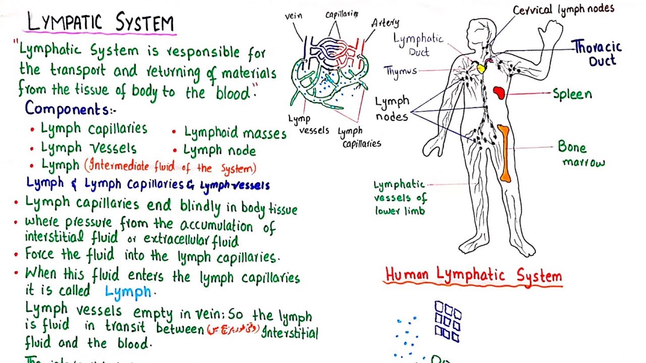 Lymphatic System Map Anatomy Of The Lymphatic And Immune Systems