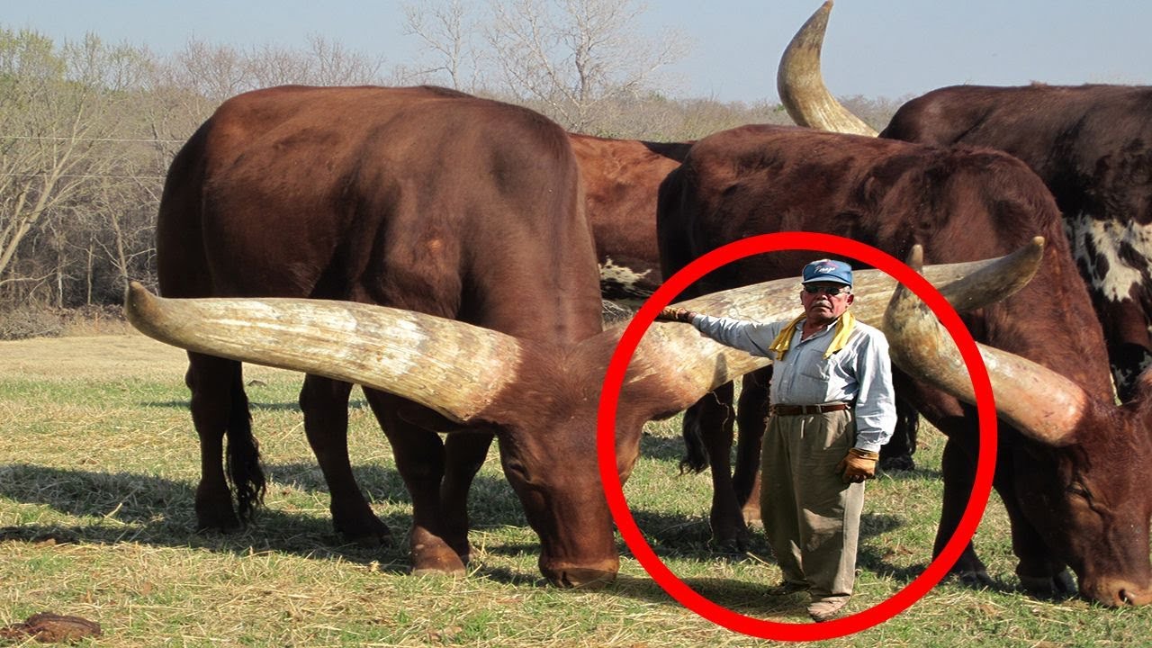 The Biggest Wild Bull In The World on Earth is Bigger Than Your ...