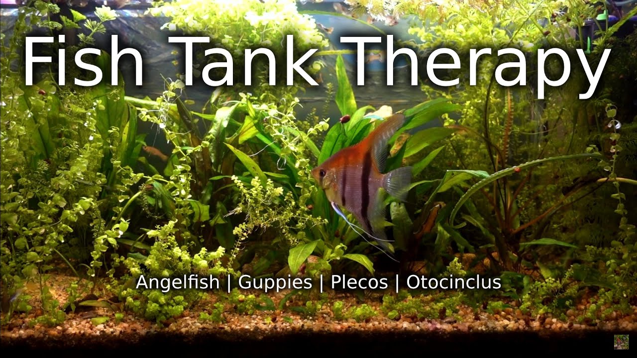 Fully grown Angelfish | Relaxing view of a fish tank with relaxing ...