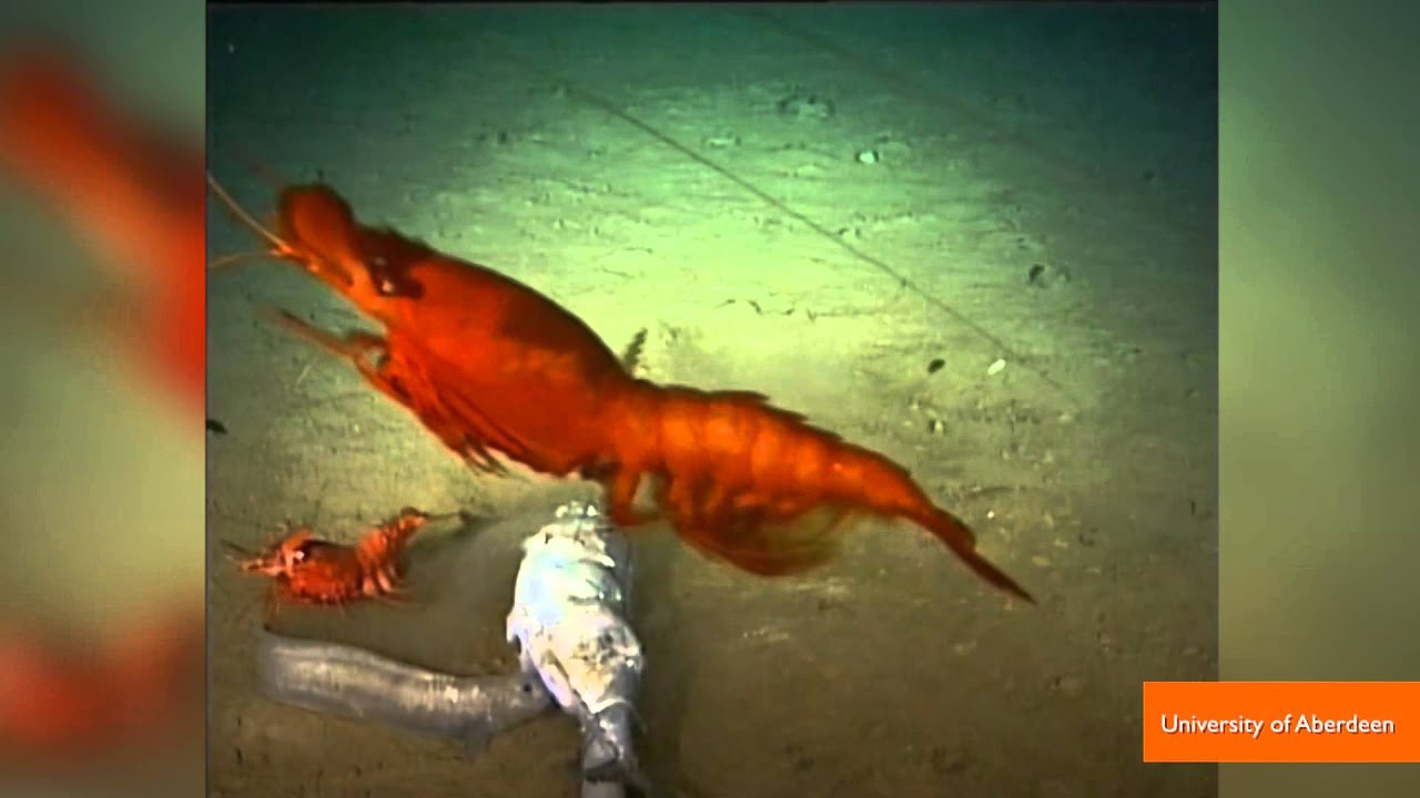 Deep-Sea Cameras Show 'Surprising' Sea Life 23,000 Feet Down - YouTube