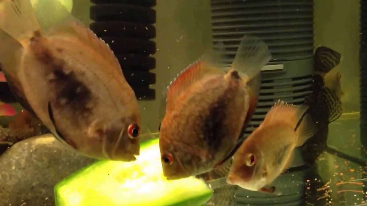 UARU fish - project 1 - YouTube